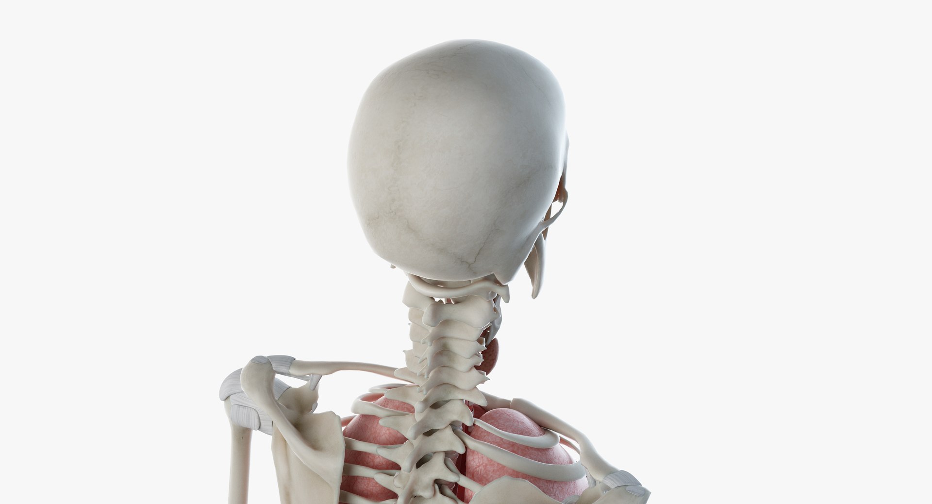 Skin Asian Male Skeleton Model - TurboSquid 1497695