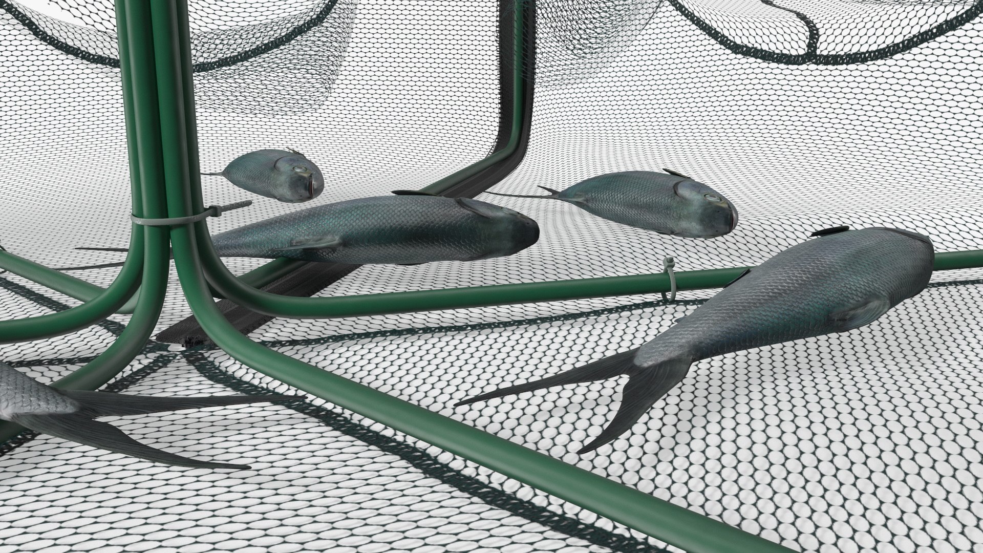 3D Mesh Fishing Trap With Fish Inside Model - TurboSquid 2383096