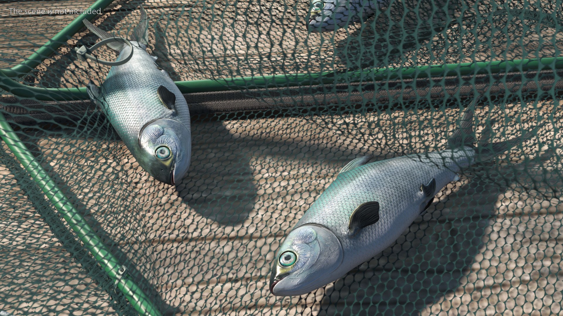 3D Mesh Fishing Trap With Fish Inside Model - TurboSquid 2383096