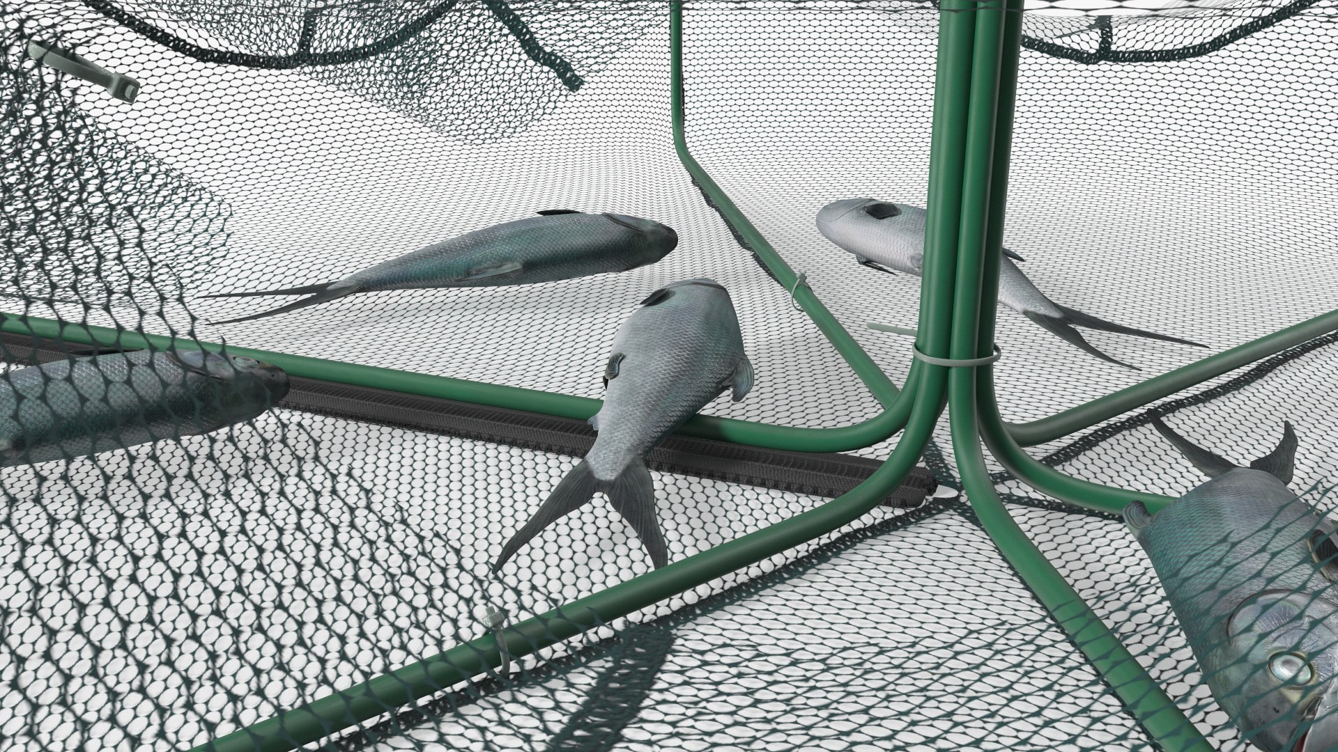3D Mesh Fishing Trap With Fish Inside Model - TurboSquid 2383096