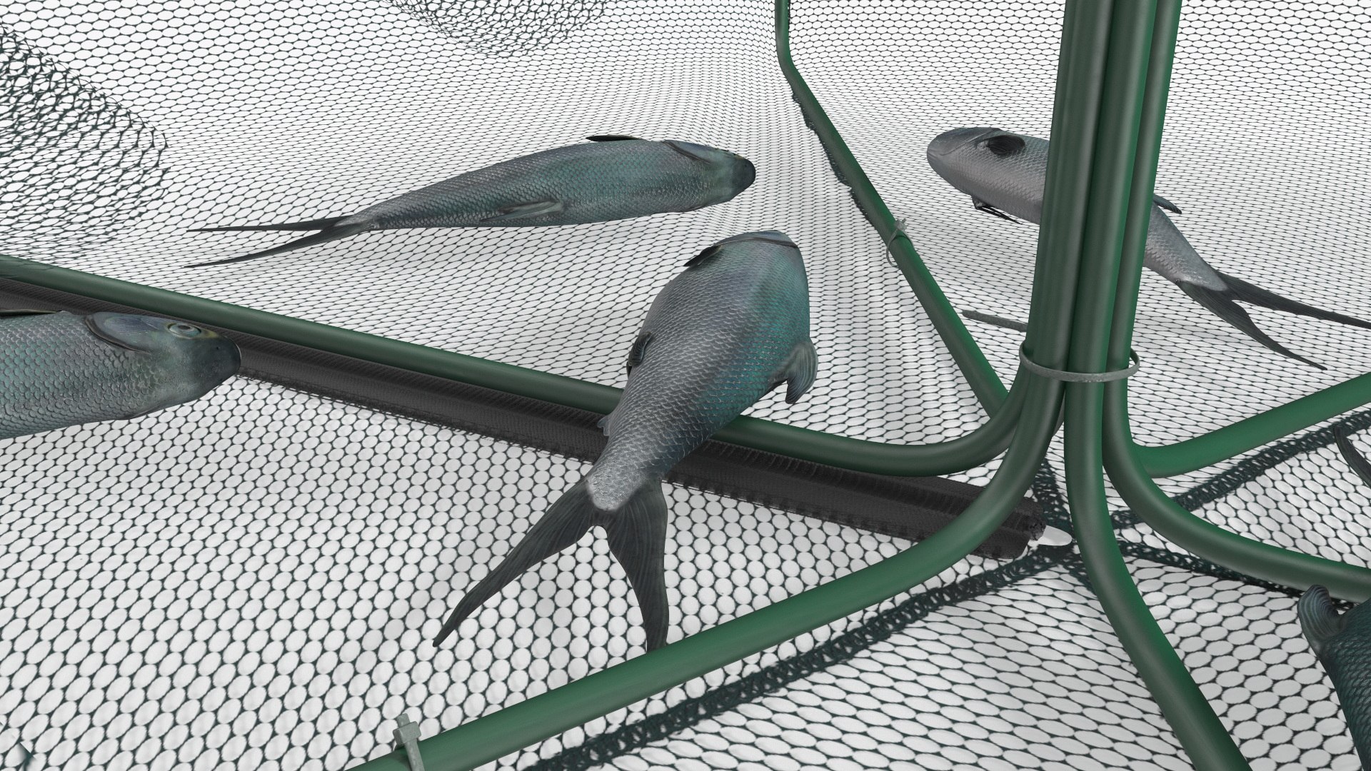 3D Mesh Fishing Trap With Fish Inside Model - TurboSquid 2383096