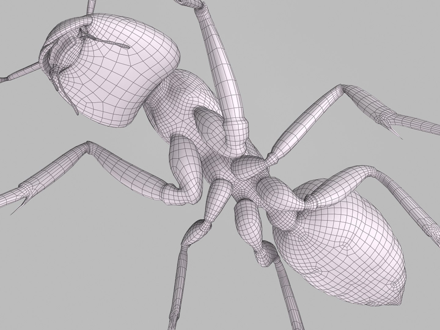3d Model Of Ant Camponotus Obscuripes
