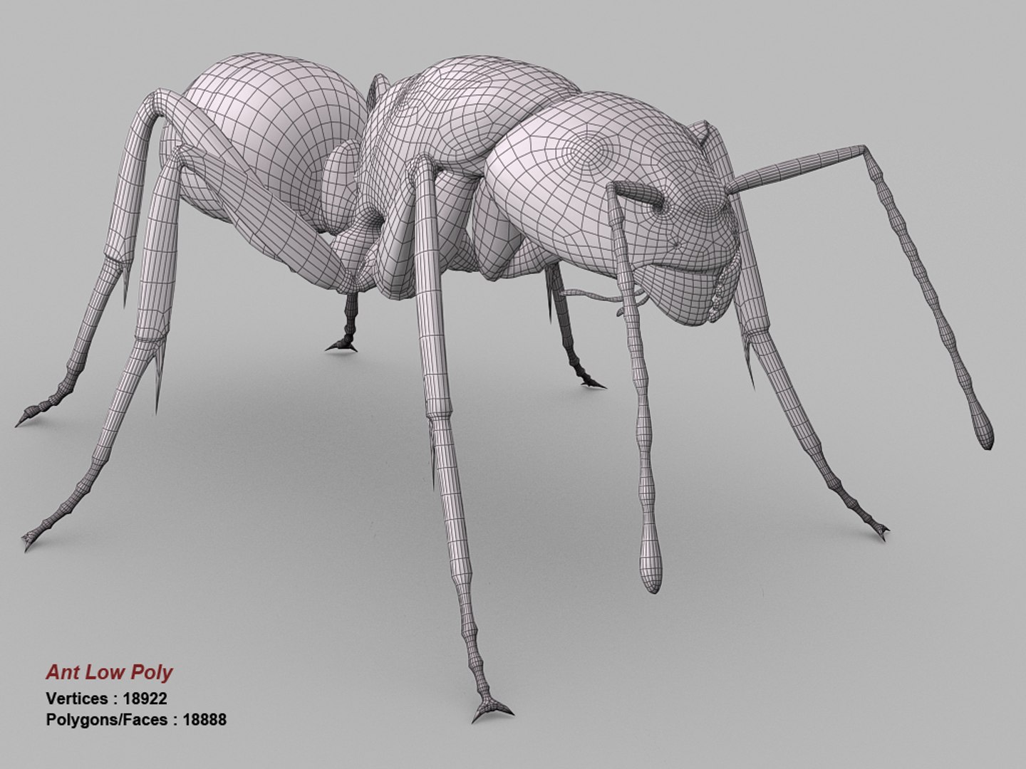 3d Model Of Ant Camponotus Obscuripes