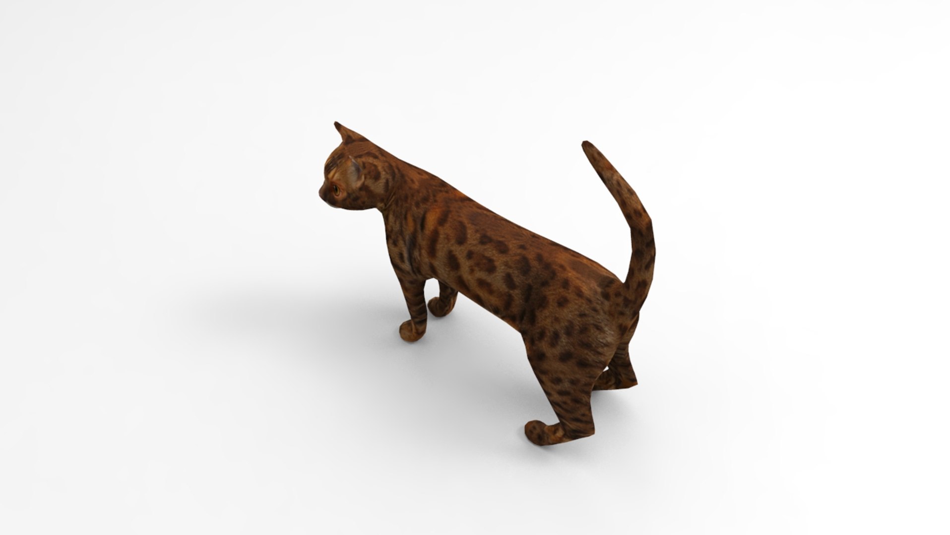 Cat Animations 3D | 1142748 | TurboSquid