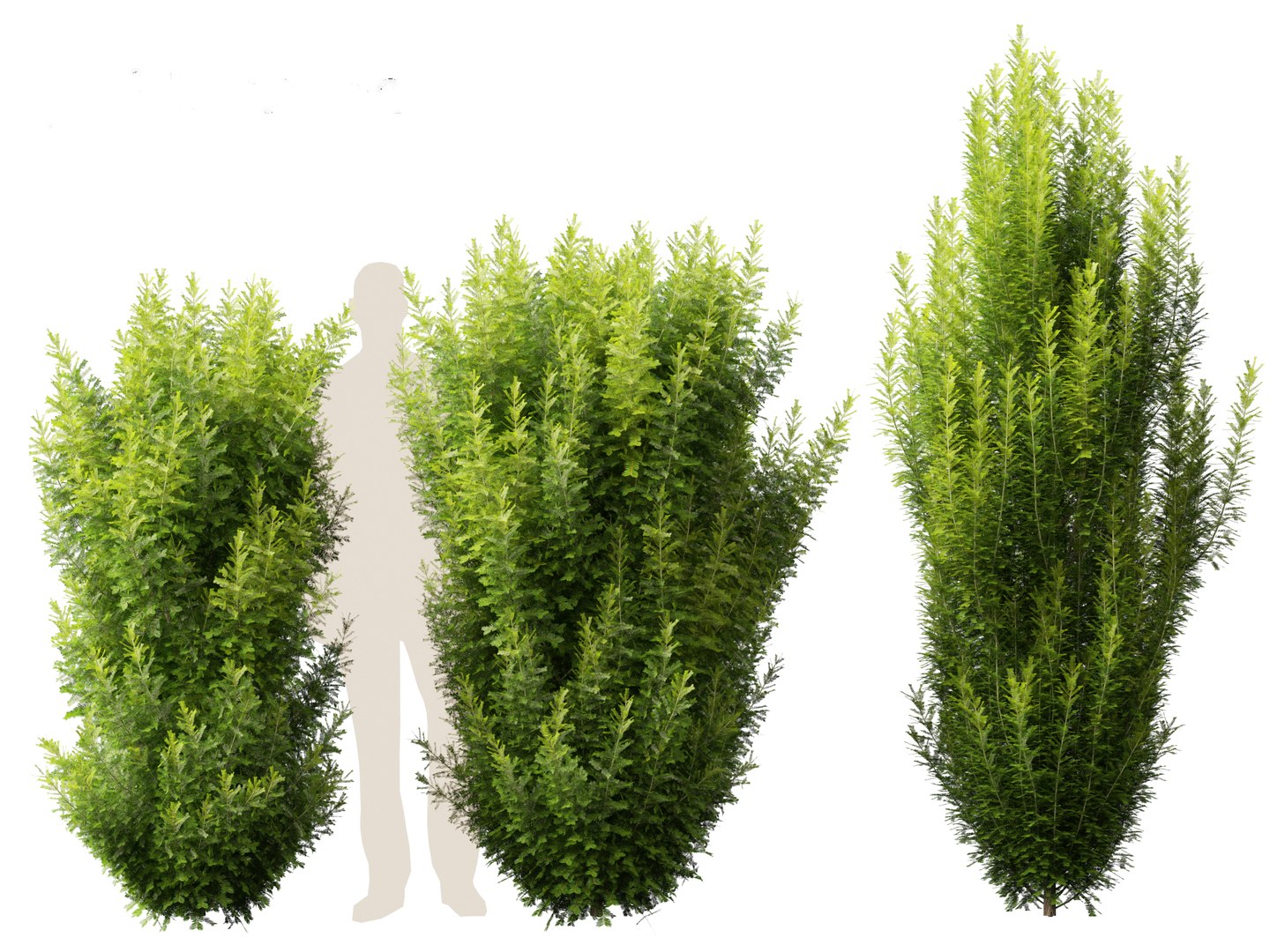 Taxus baccata - English yew model - TurboSquid 2130719