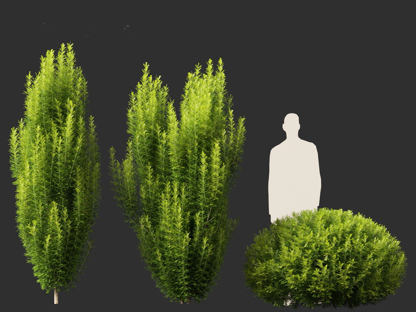 Taxus Baccata - English Yew Model - TurboSquid 2130719