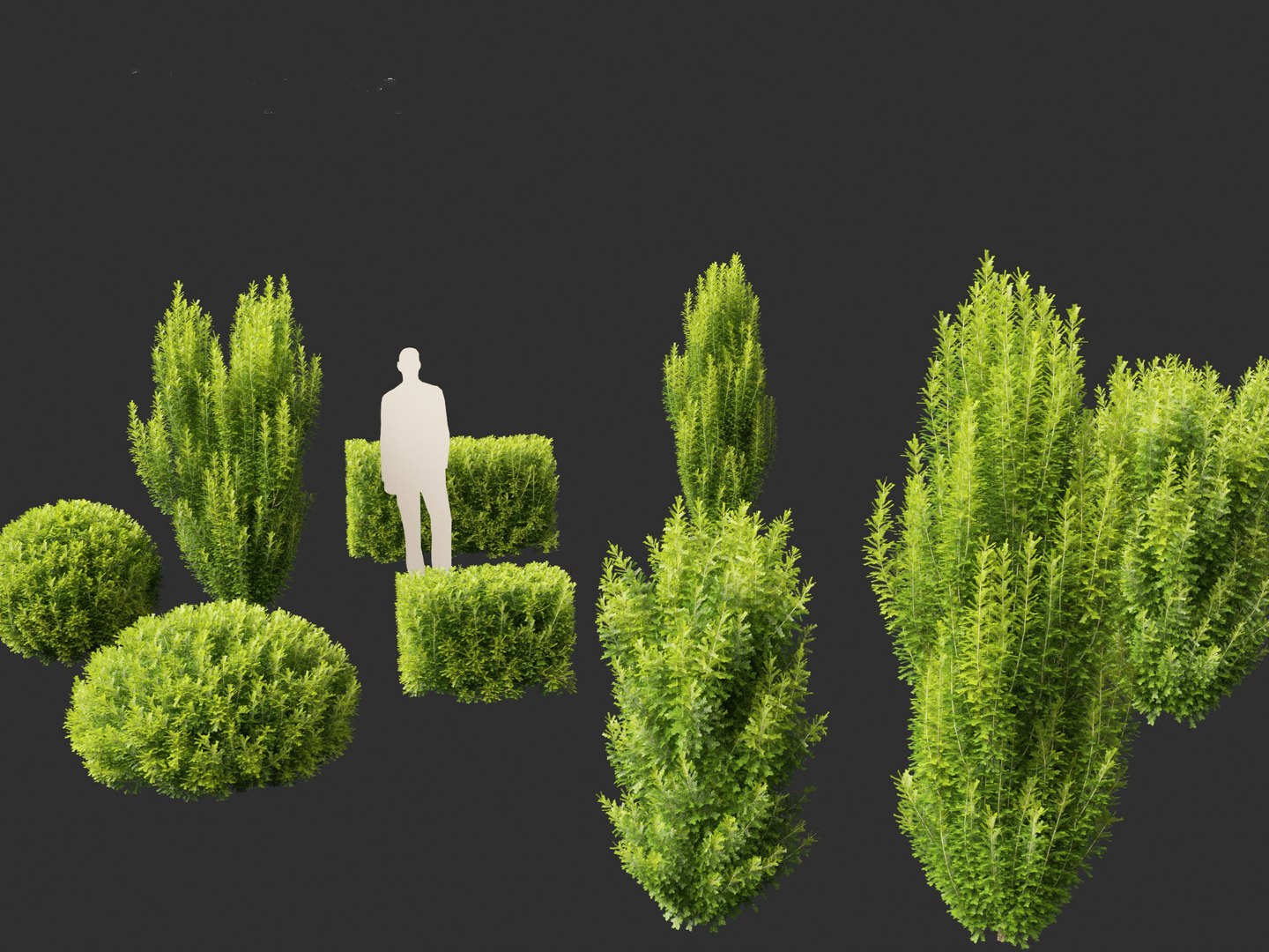Taxus baccata - English yew model - TurboSquid 2130719