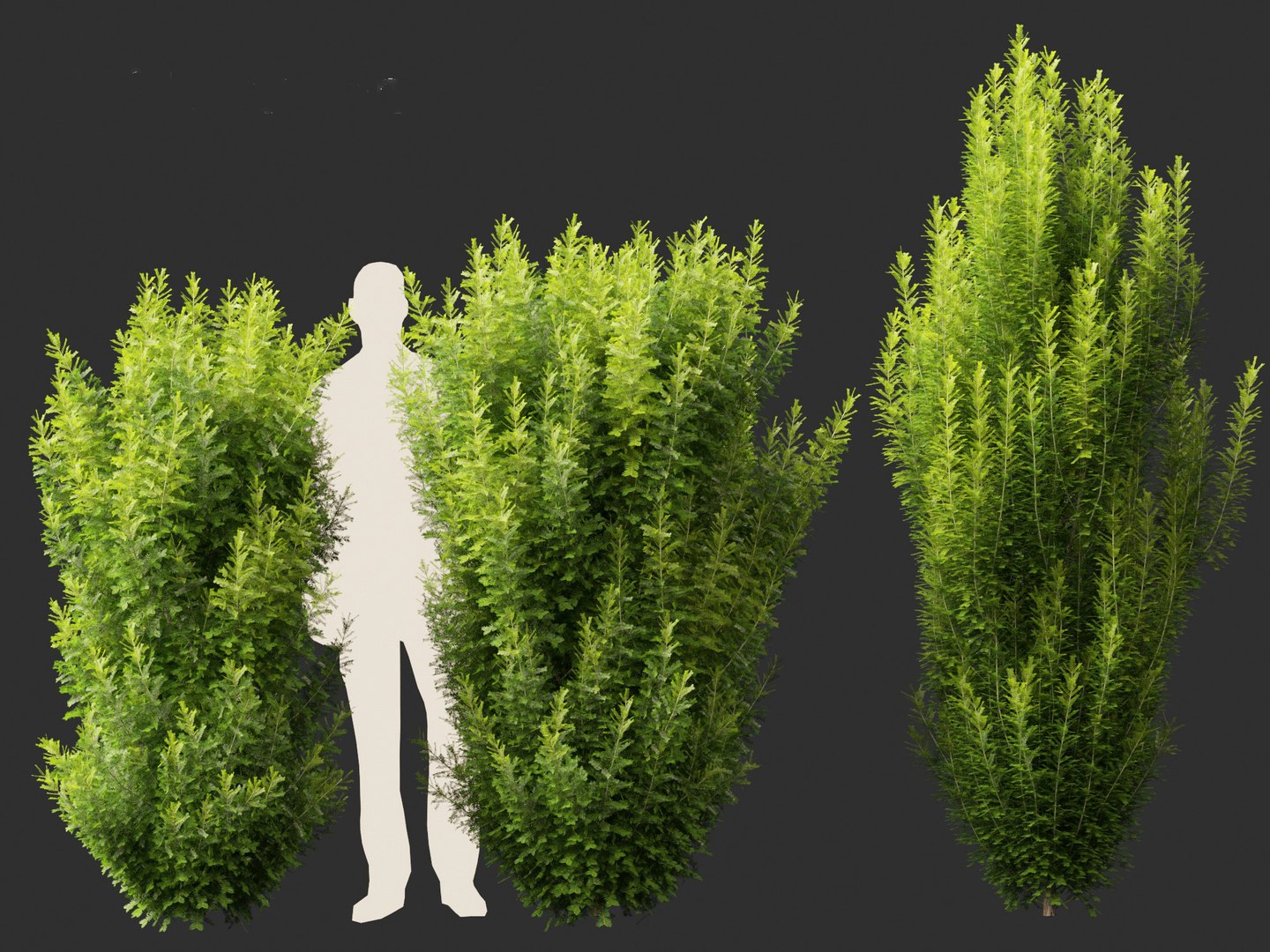 Taxus Baccata - English Yew Model - TurboSquid 2130719