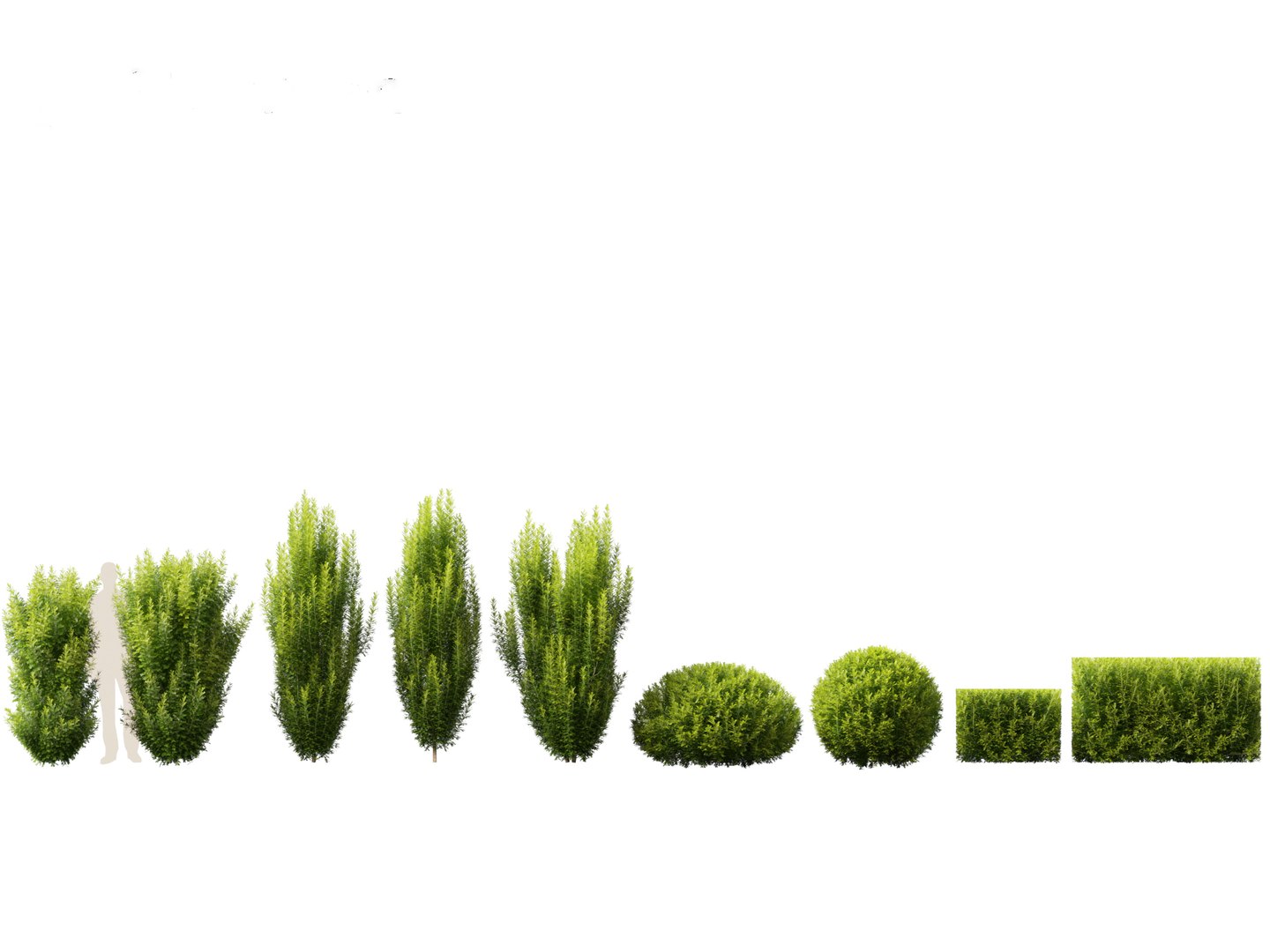 Taxus Baccata - English Yew Model - TurboSquid 2130719