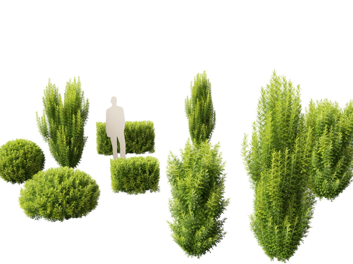 Taxus Baccata - English Yew Model - TurboSquid 2130719