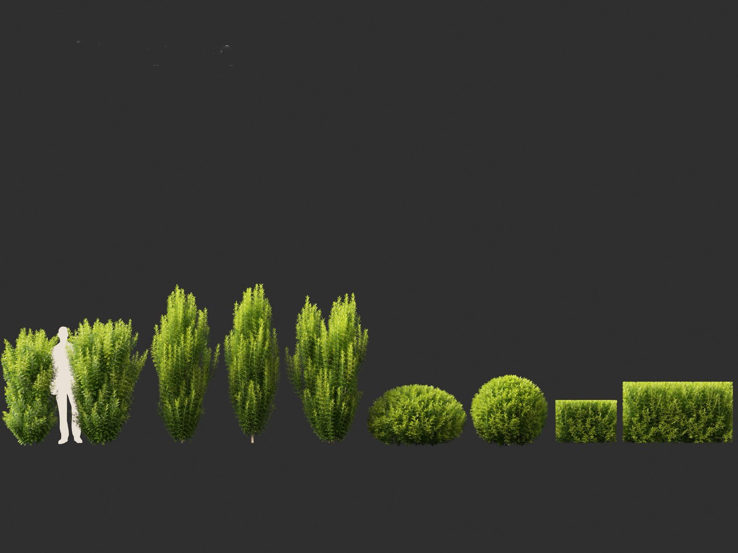 Taxus baccata - English yew model - TurboSquid 2130719