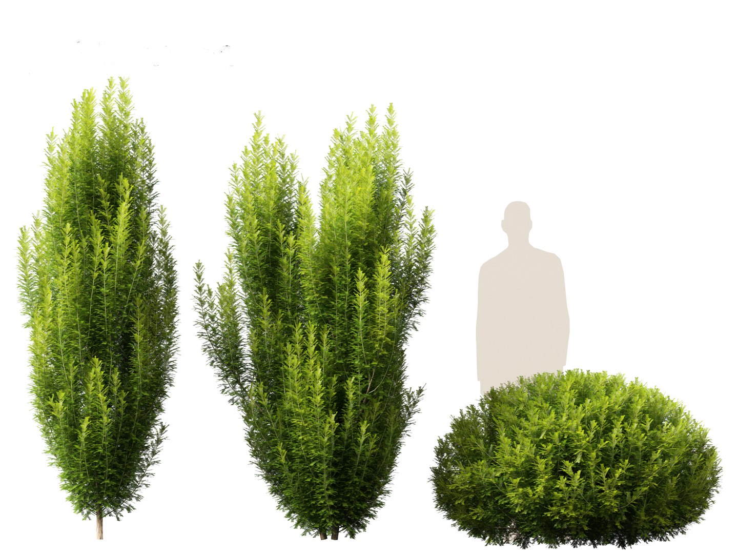 Taxus Baccata - English Yew Model - TurboSquid 2130719