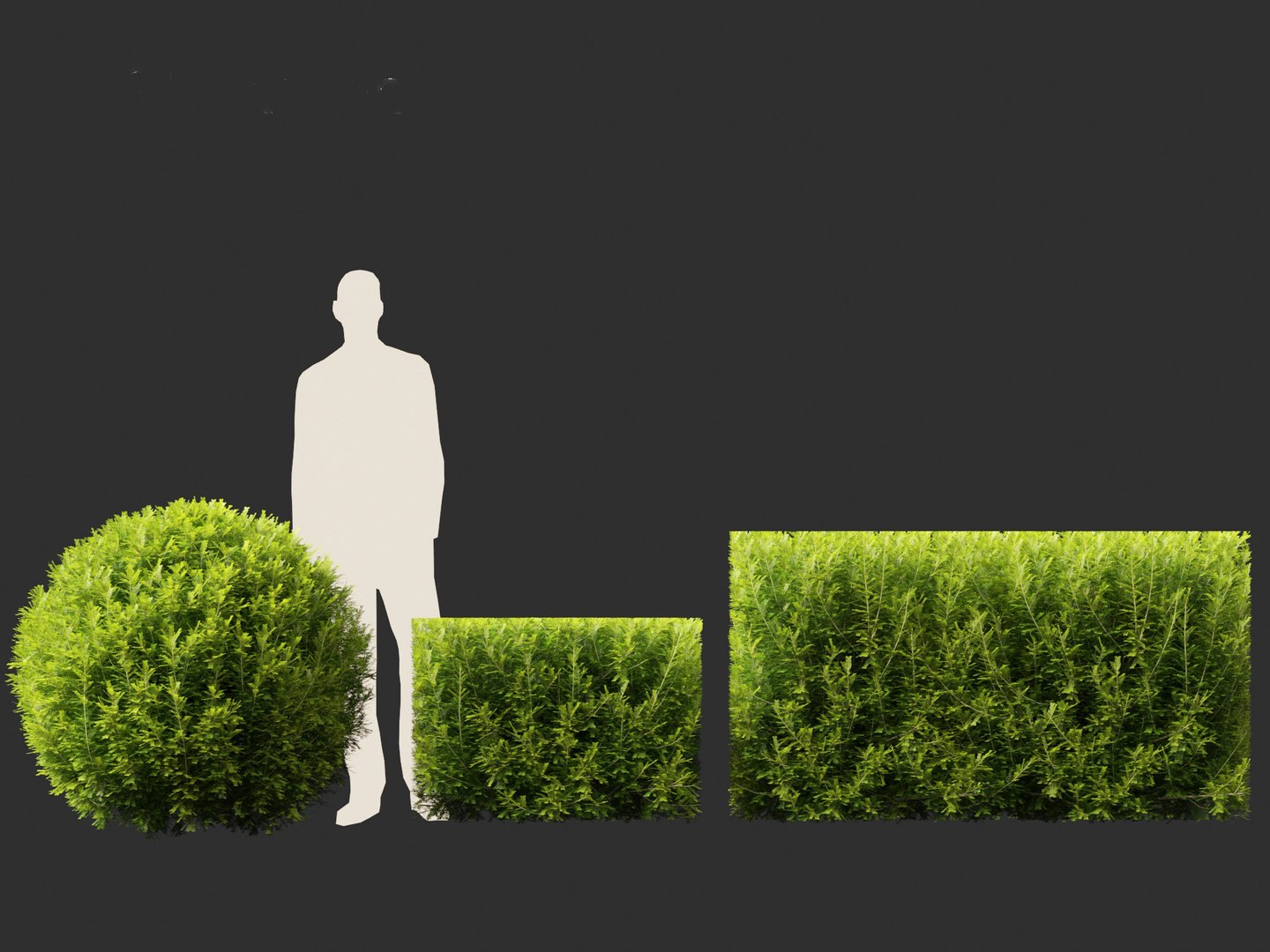 Taxus Baccata - English Yew Model - TurboSquid 2130719