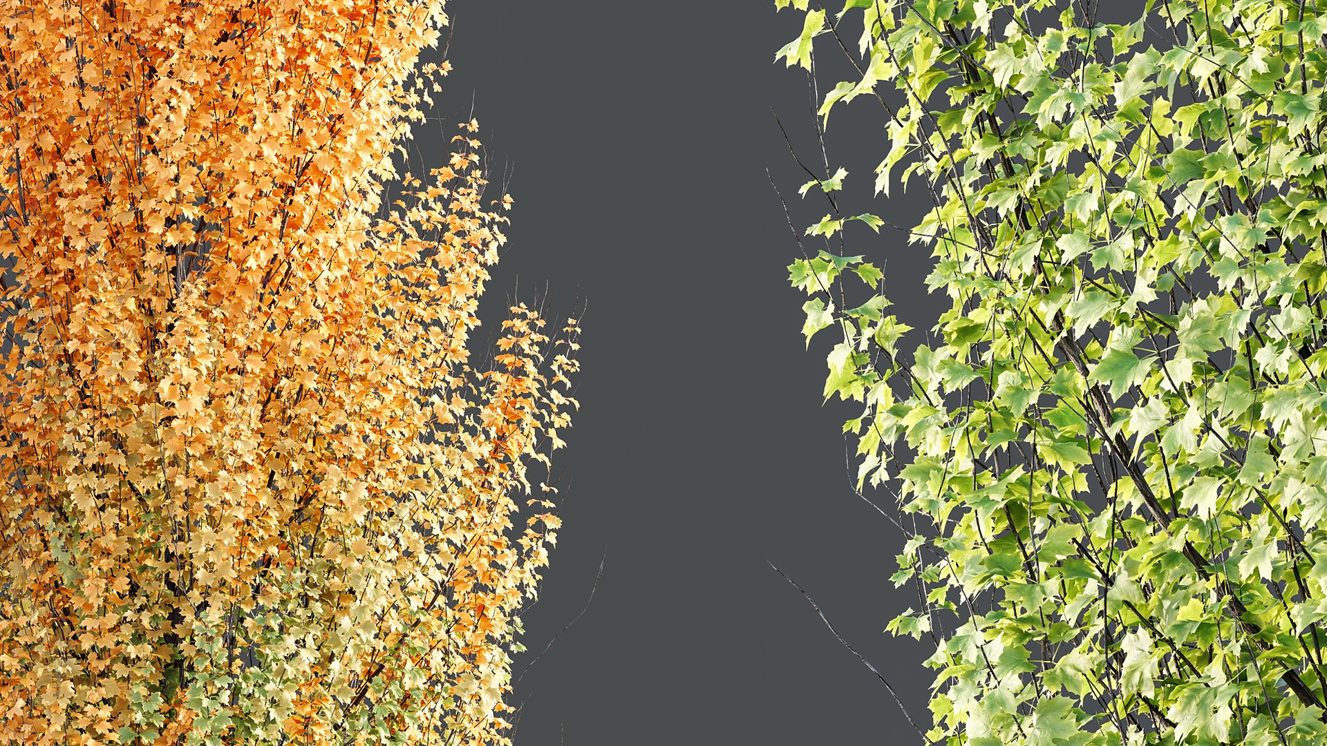 3D HQ Plants Acer X Freemanii Freeman Maple Sapindaceae Set05 Model ...