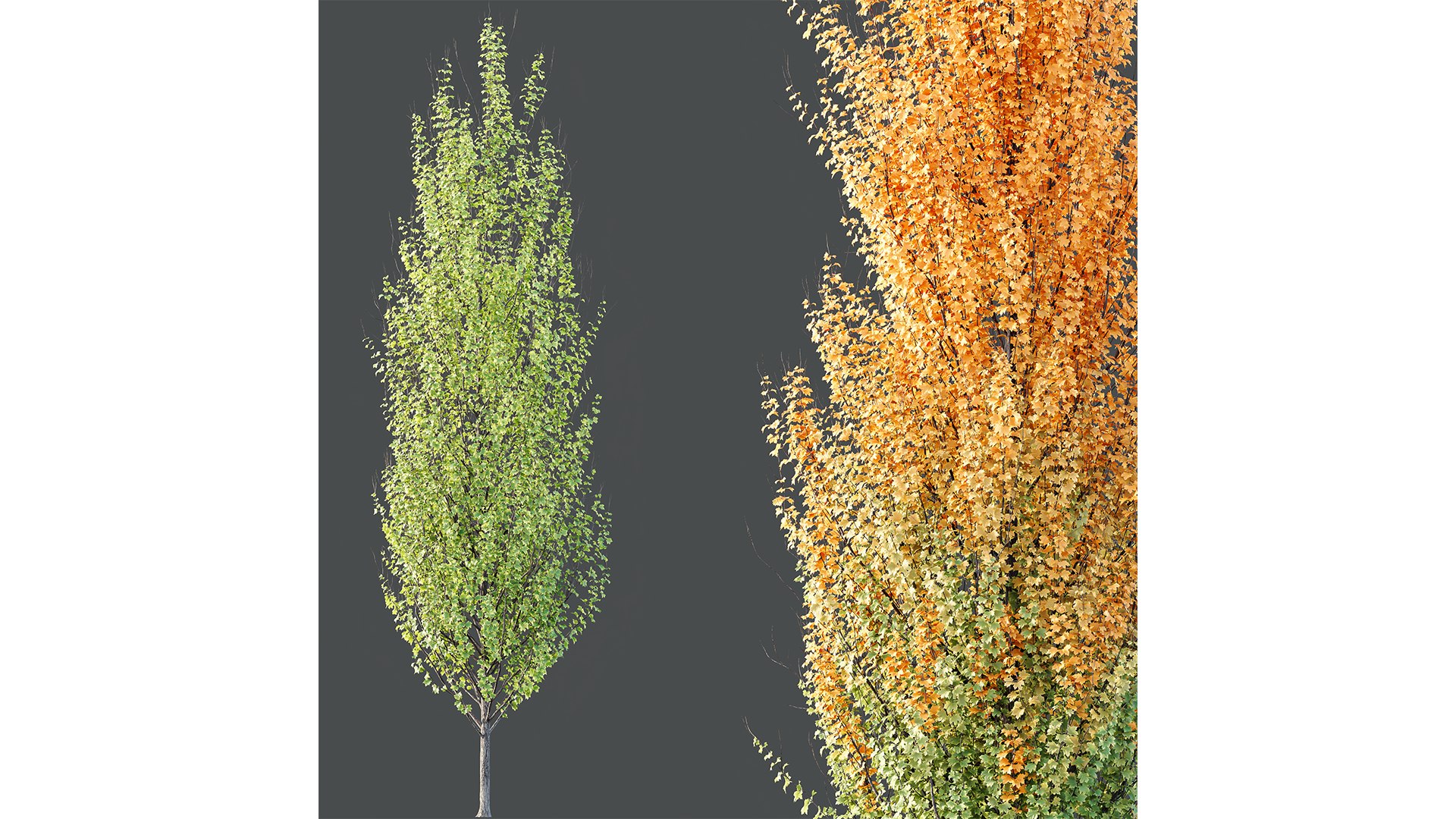 3D HQ Plants Acer X Freemanii Freeman Maple Sapindaceae Set05 Model ...