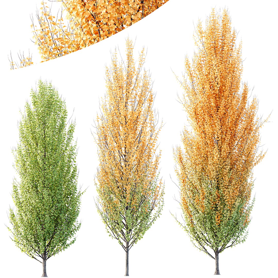 3D HQ Plants Acer X Freemanii Freeman Maple Sapindaceae Set05 Model ...