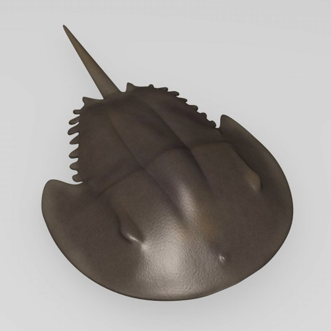 Limulus Amebocyte Lysate 3d Dxf