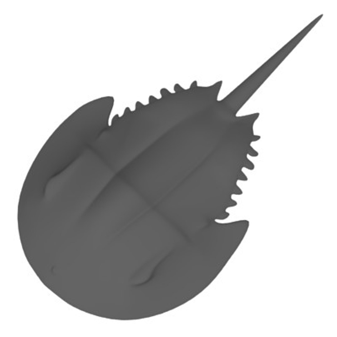 Limulus Amebocyte Lysate 3d Dxf