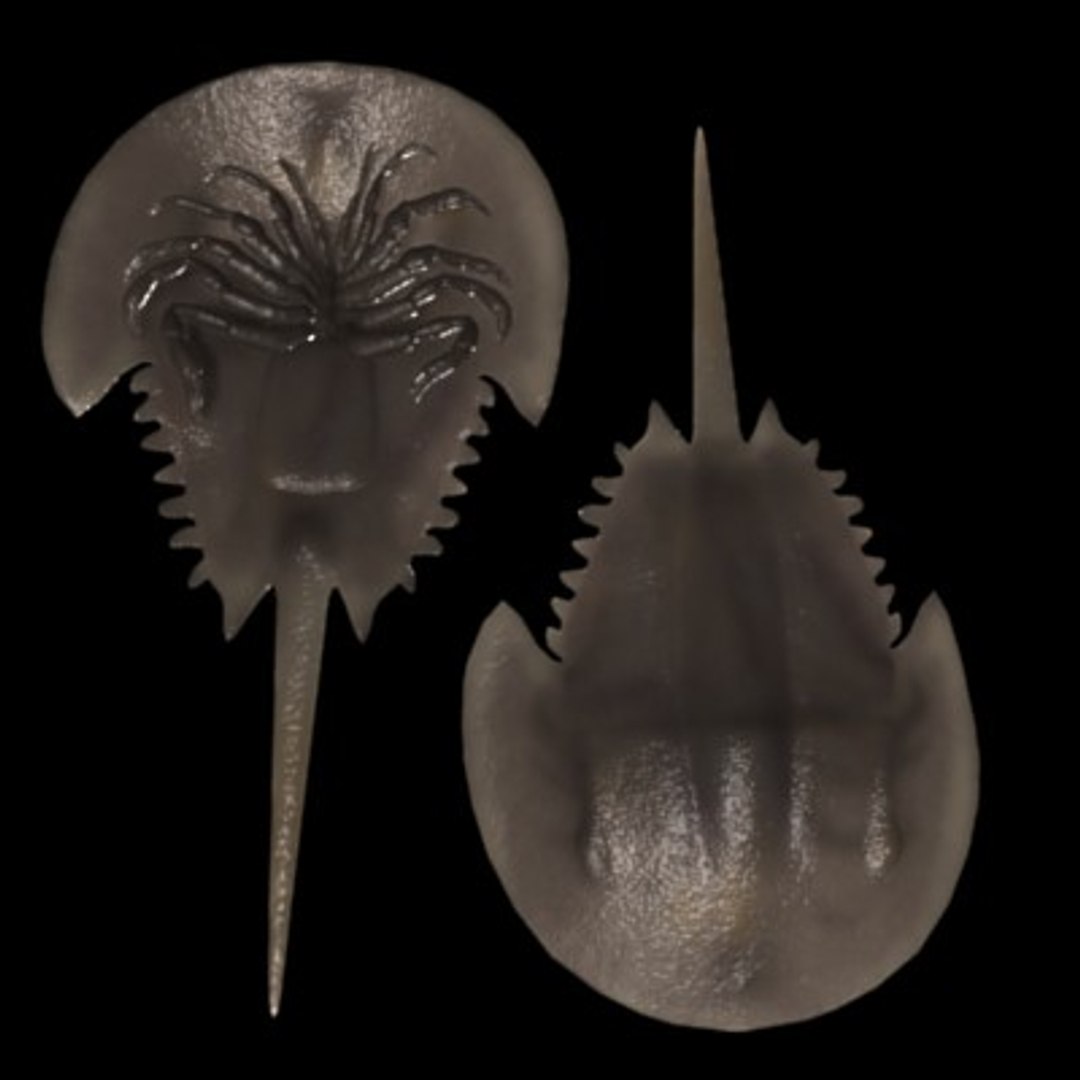 Limulus Amebocyte Lysate 3d Dxf