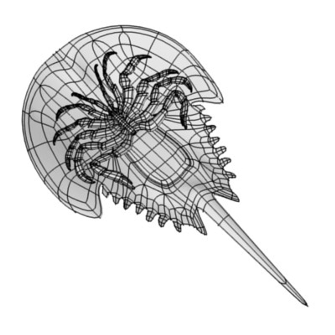 Limulus Amebocyte Lysate 3d Dxf