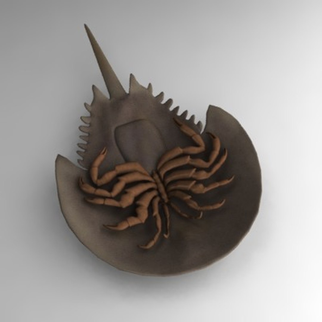 Limulus Amebocyte Lysate 3d Dxf