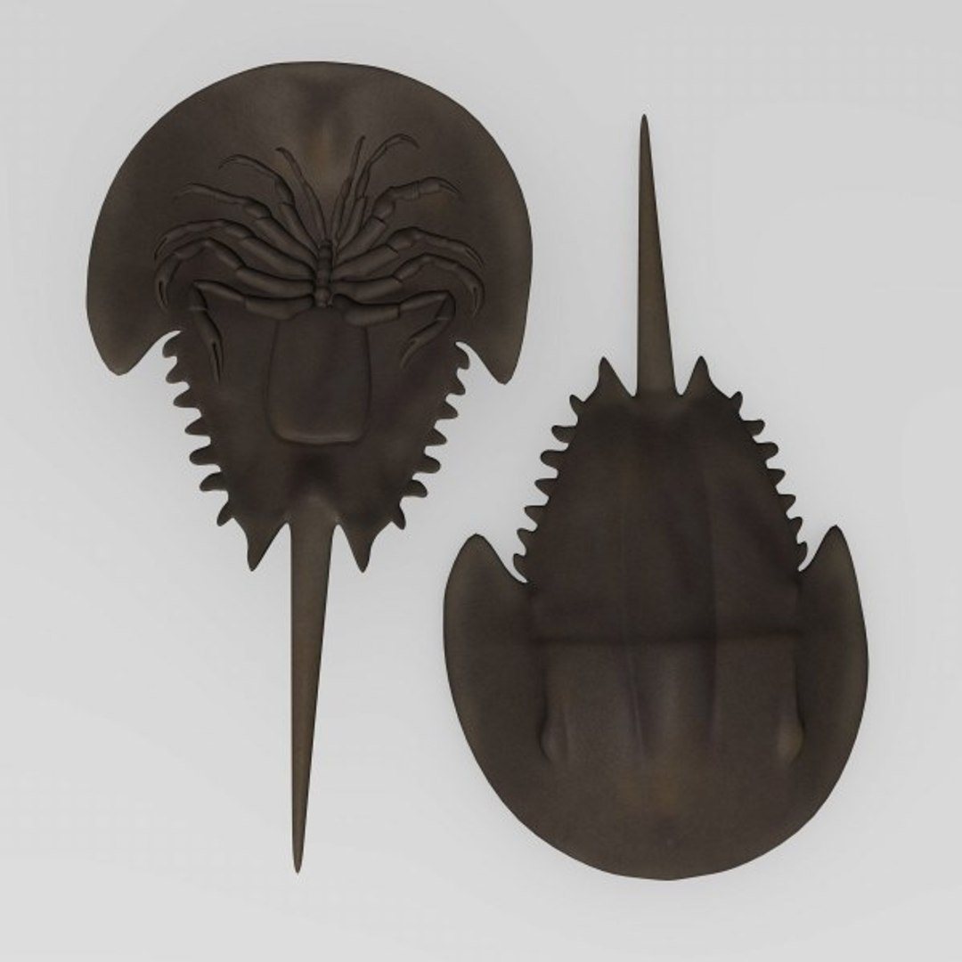 Limulus Amebocyte Lysate 3d Dxf