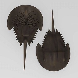 Limulus 3ds Max Models for Download | TurboSquid