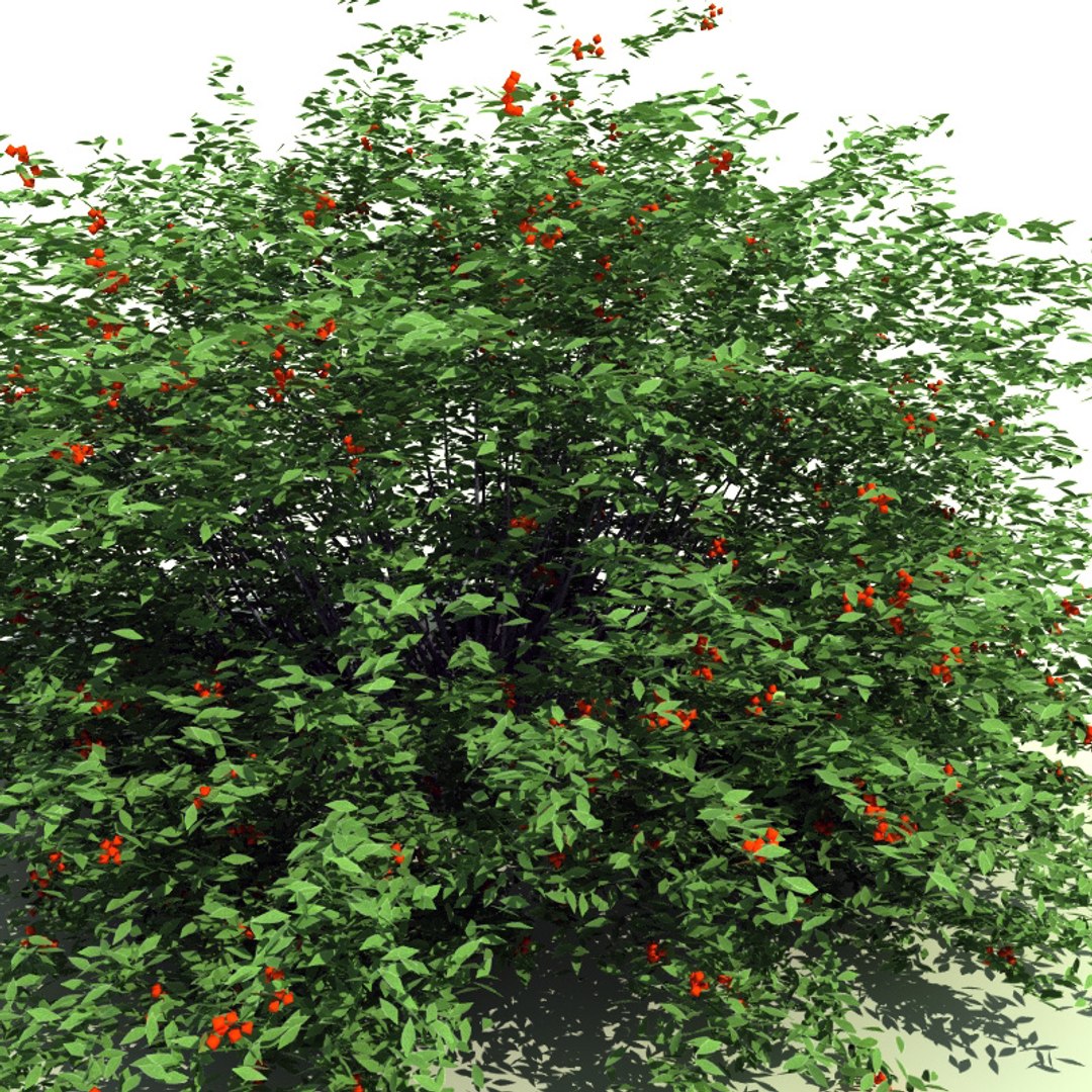 Ilex Verticillata Jim Dandy 3d Model