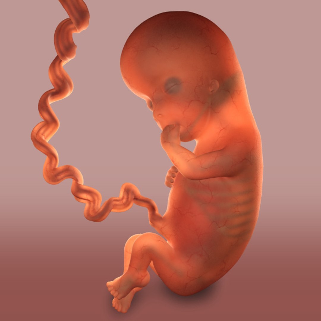 3dsmax Unborn Baby Character Modelled