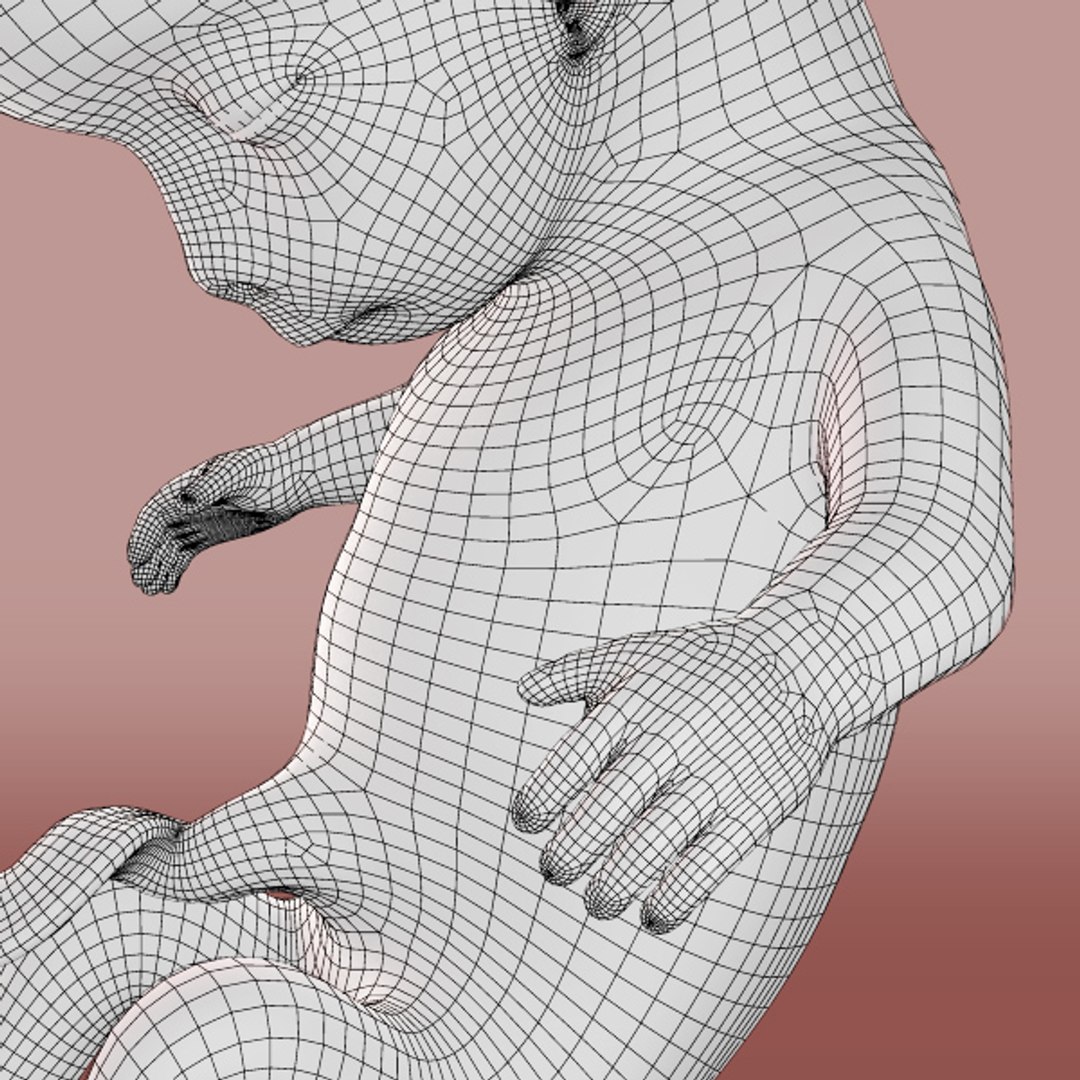 3dsmax Unborn Baby Character Modelled