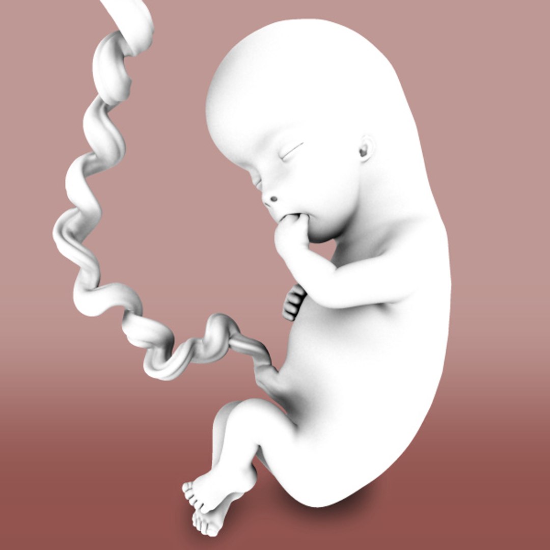 3dsmax Unborn Baby Character Modelled