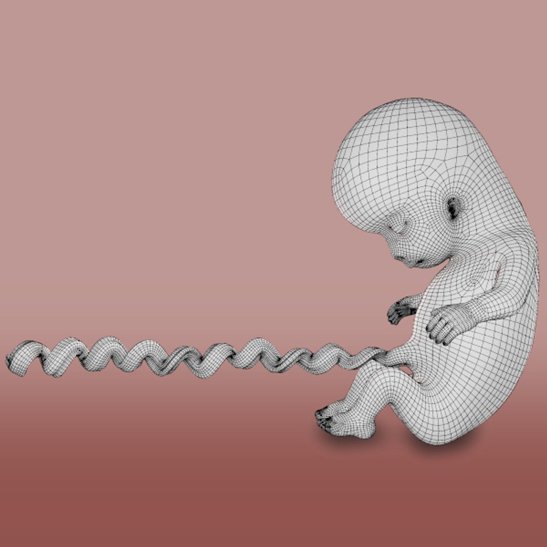 3dsmax Unborn Baby Character Modelled