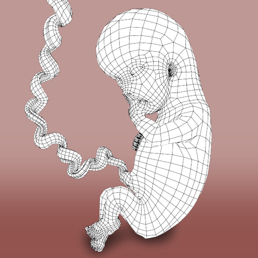 3dsmax Unborn Baby Character Modelled