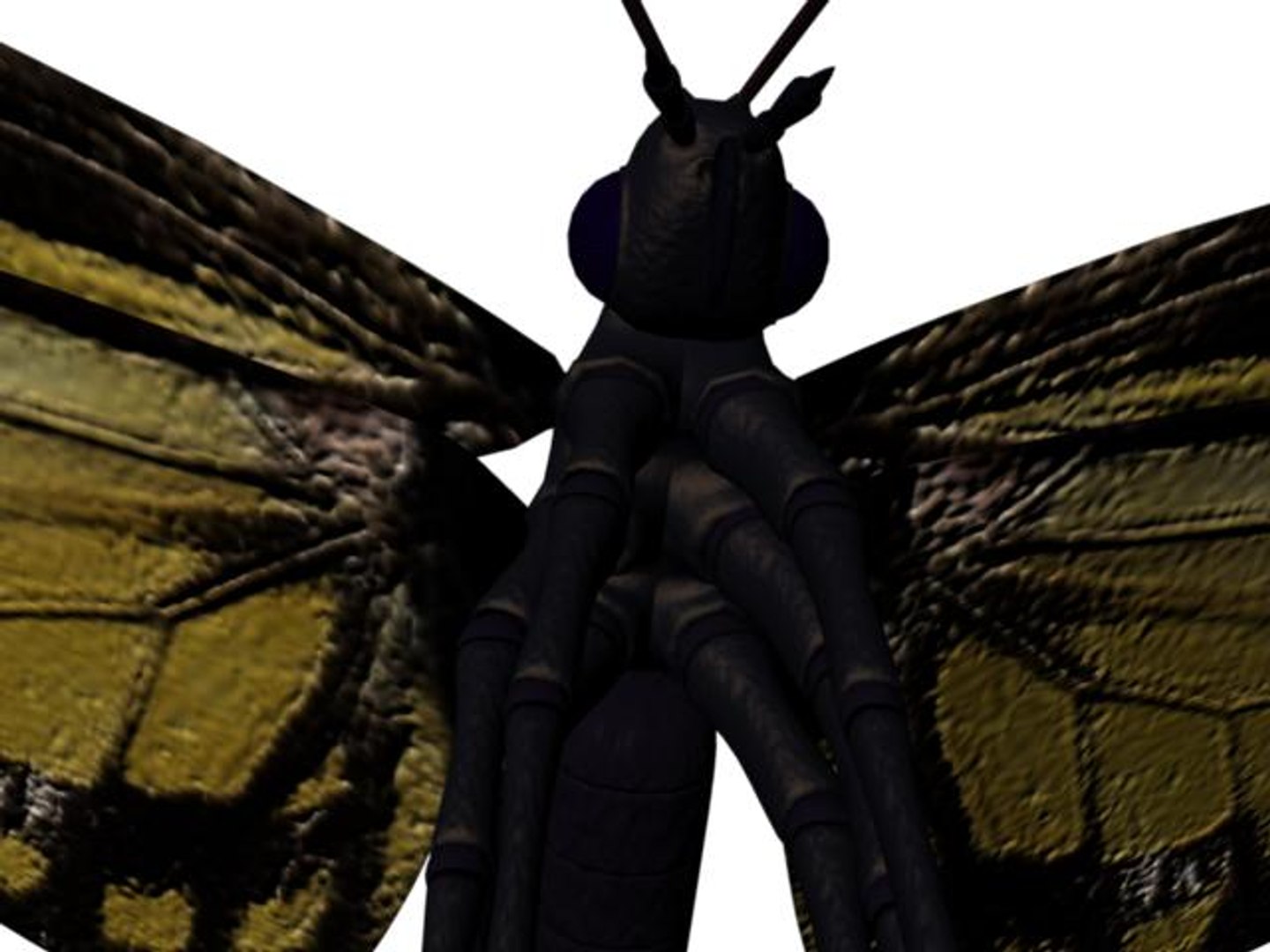 Ma Moth