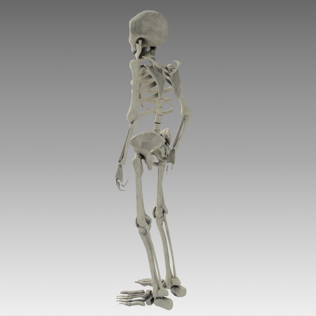 Skeleton Character 3D - TurboSquid 1263921