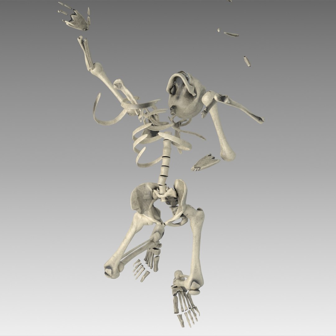 Skeleton Character 3D - TurboSquid 1263921