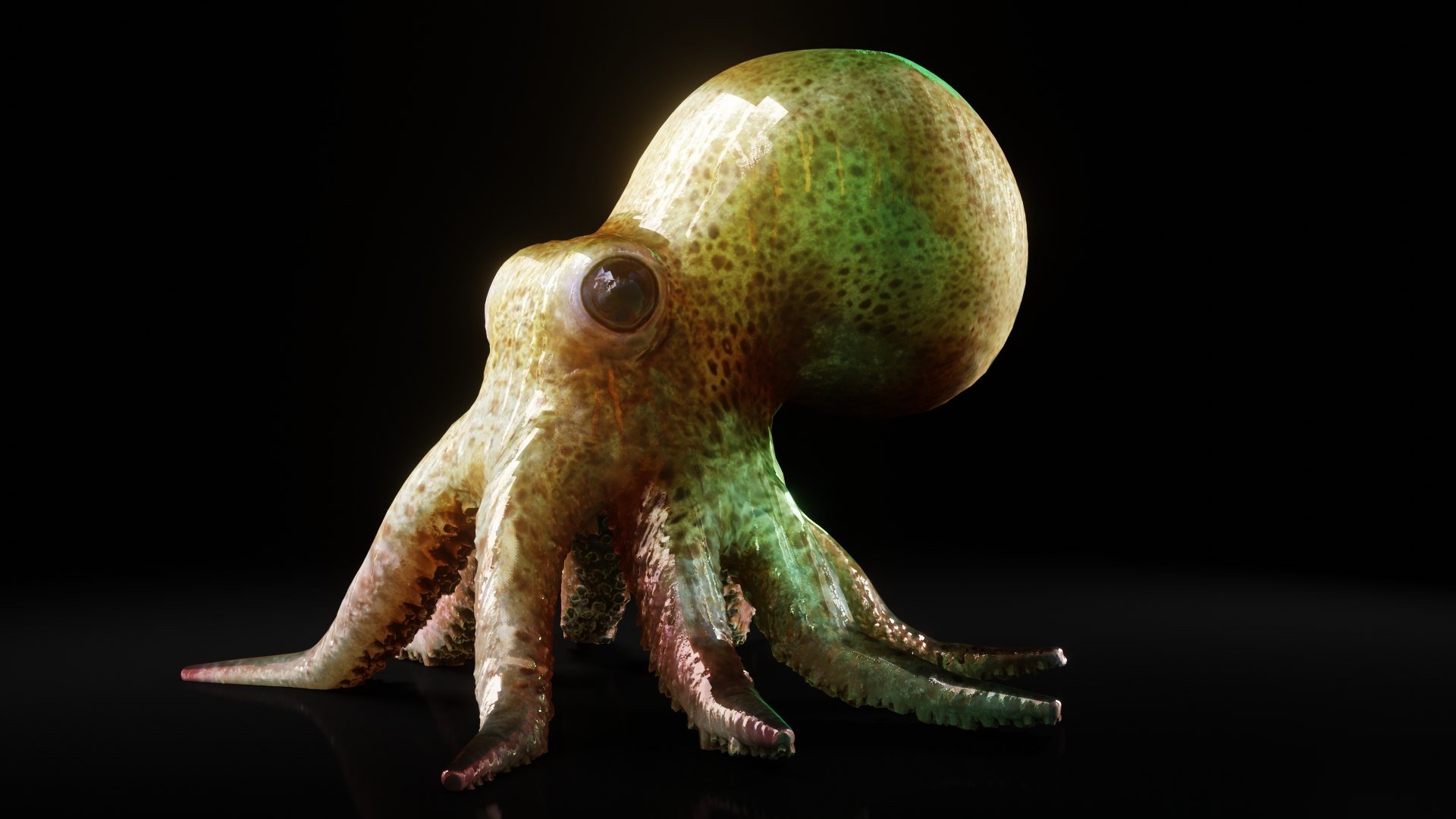 Octopus Squid Animals 3D Model - TurboSquid 1662616