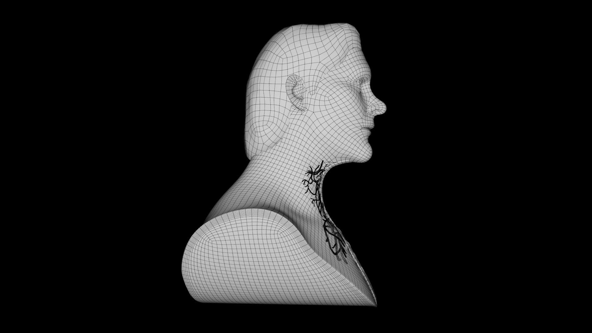 Human Anatomy-Cervical Plexus 3D Model - TurboSquid 2218439