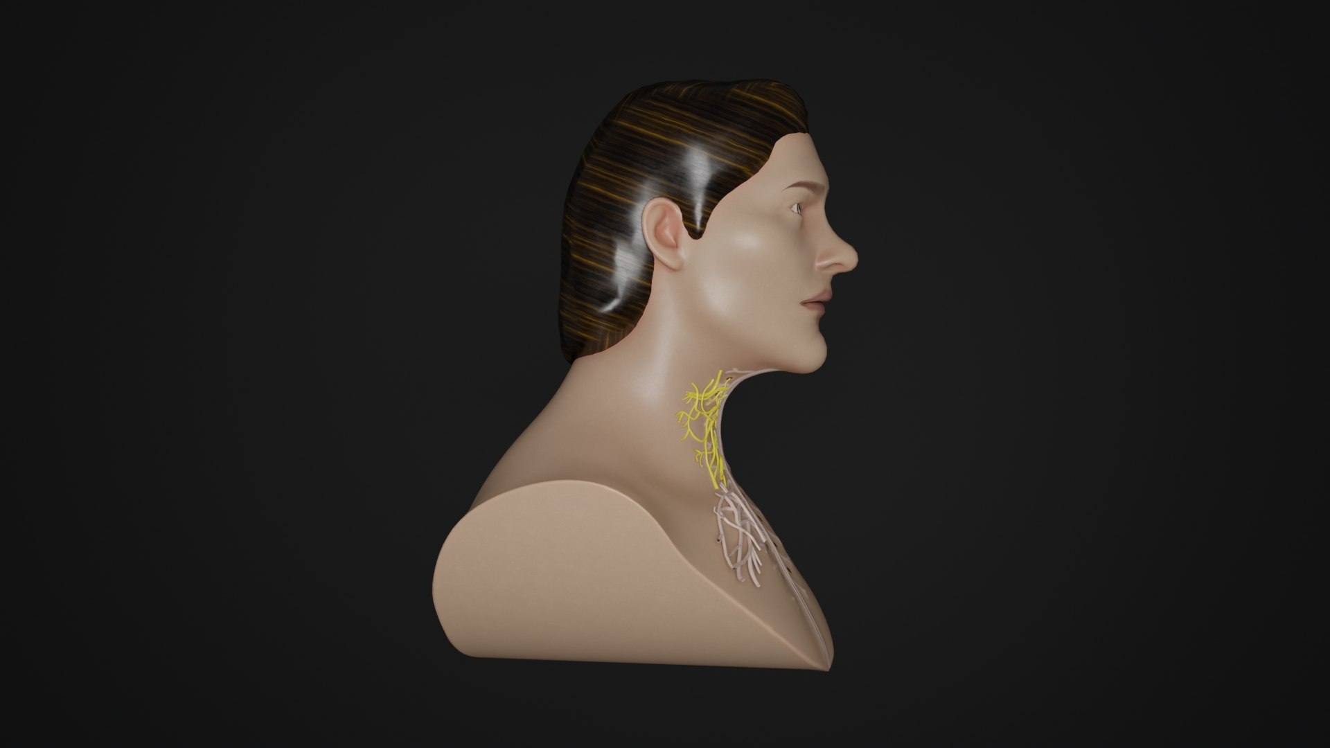 Human Anatomy-Cervical Plexus 3D Model - TurboSquid 2218439