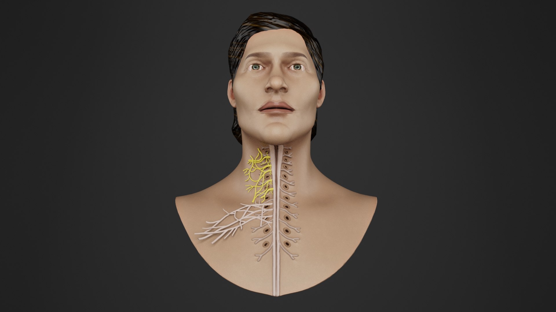 Human Anatomy-Cervical Plexus 3D Model - TurboSquid 2218439