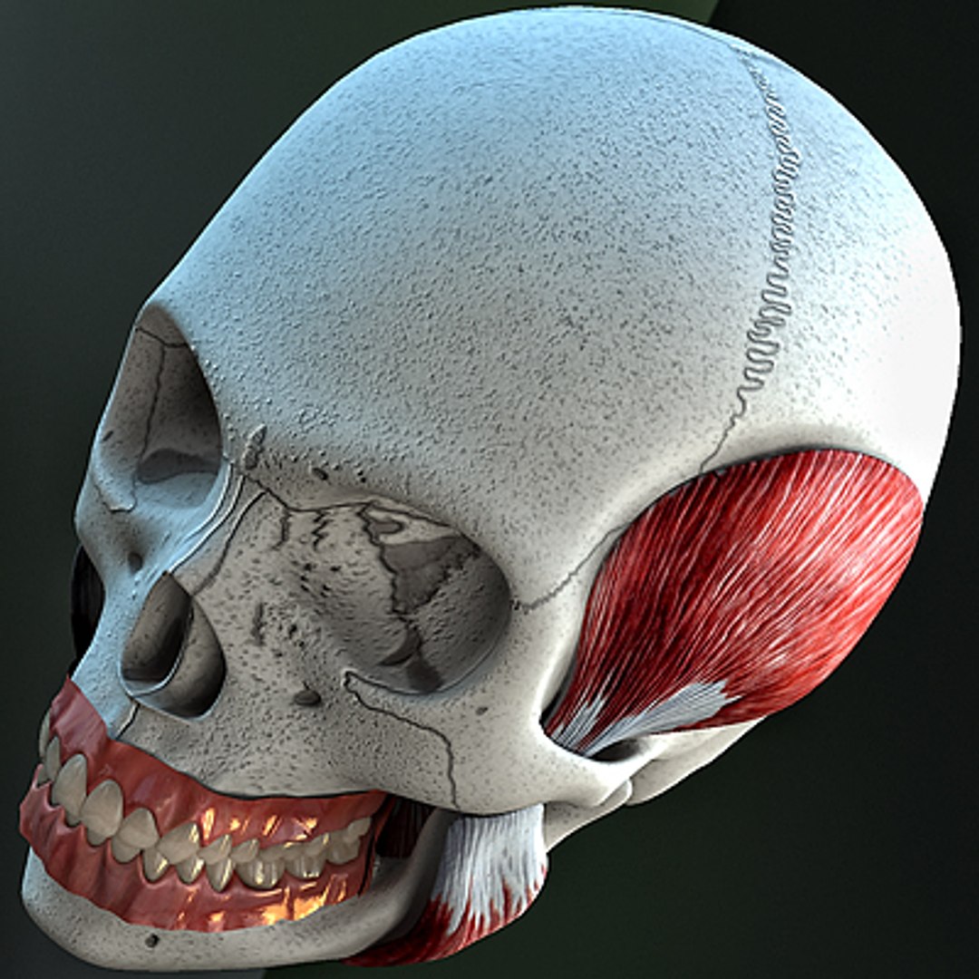 Female Mouth Teeth Skull 3d Model