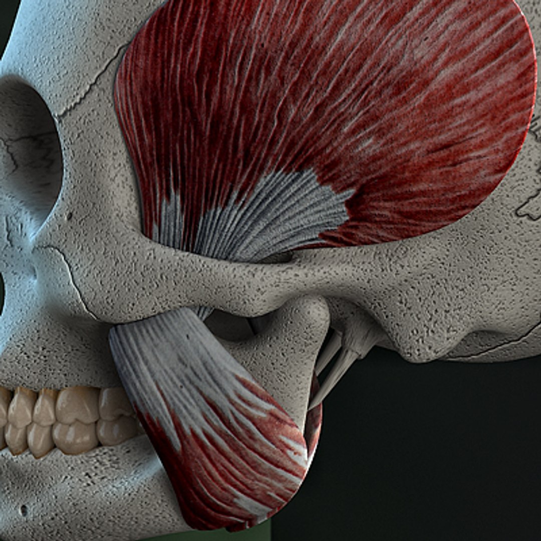 Female Mouth Teeth Skull 3d Model