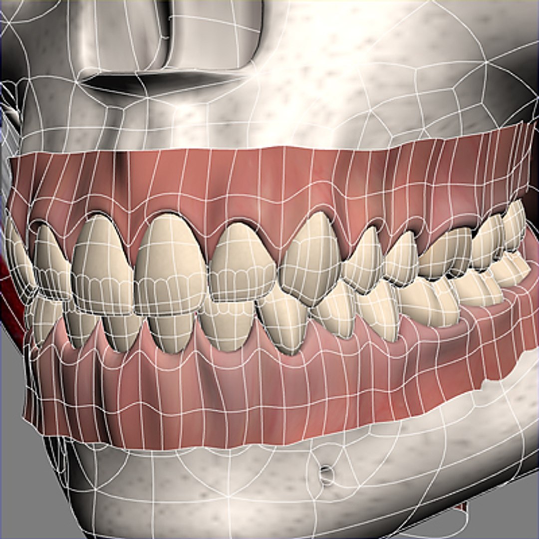 Female Mouth Teeth Skull 3d Model