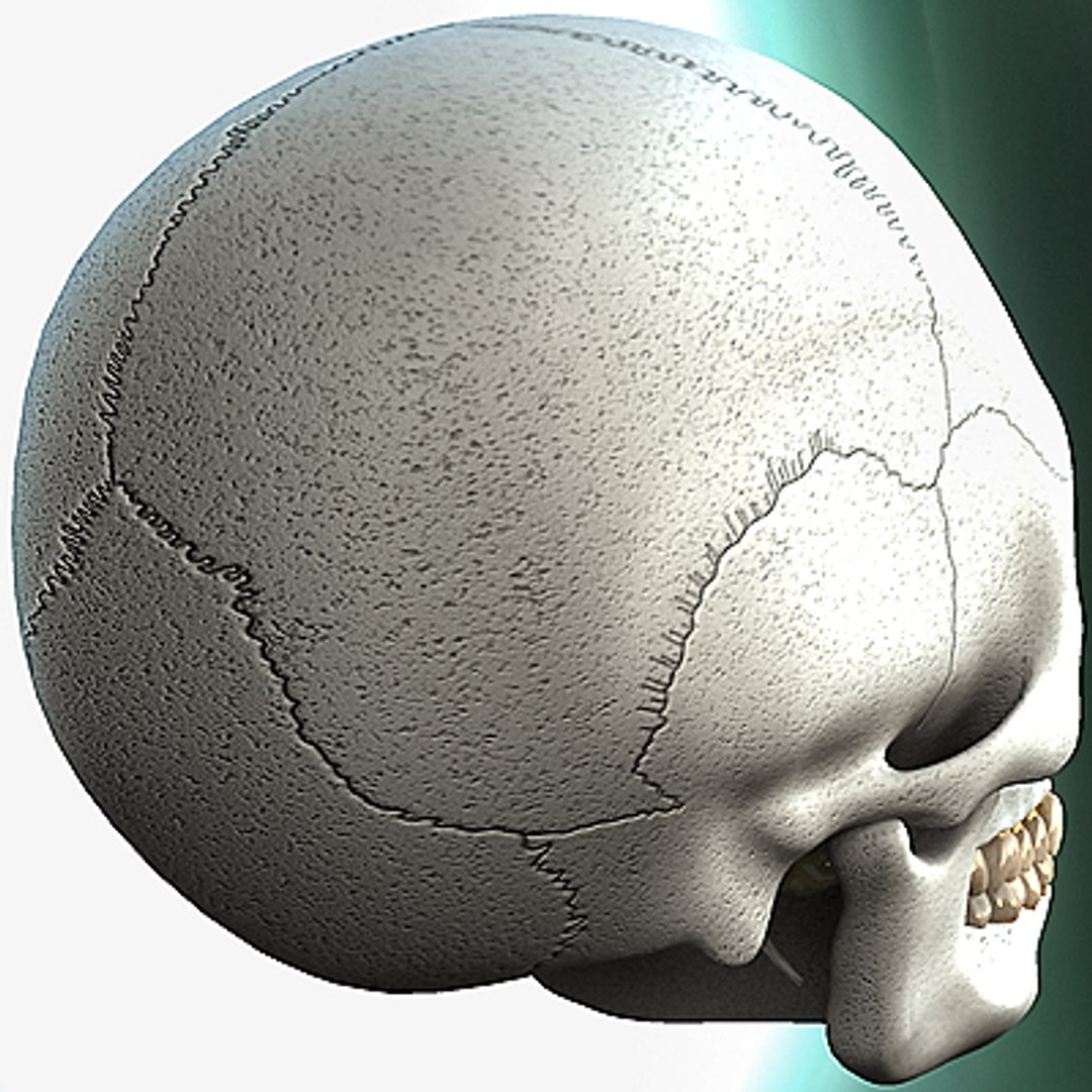 Female Mouth Teeth Skull 3d Model