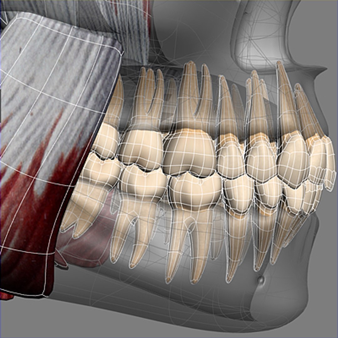 Female Mouth Teeth Skull 3d Model