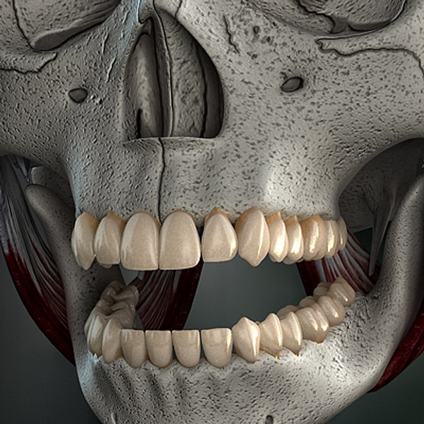 female mouth teeth skull 3d model