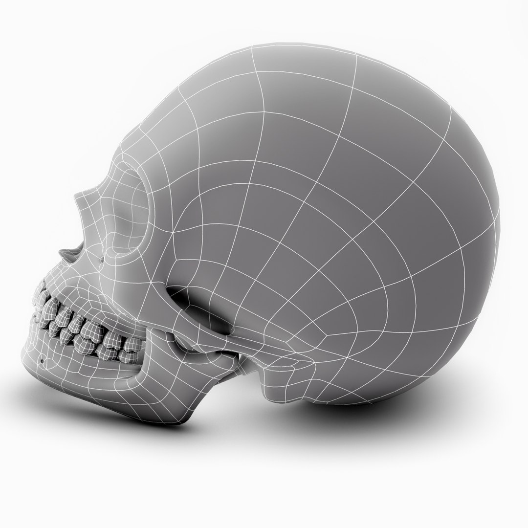 female mouth teeth skull 3d model