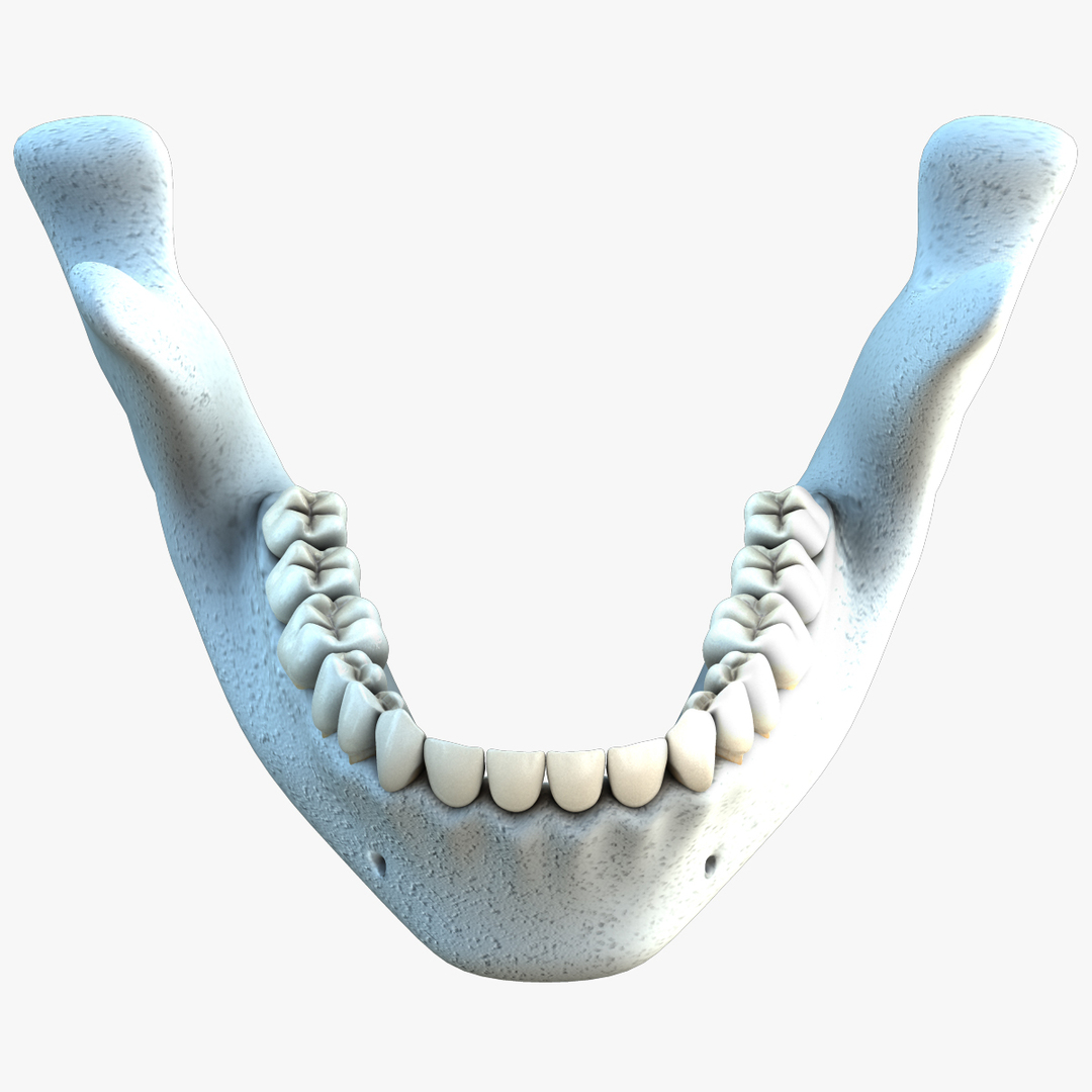 female mouth teeth skull 3d model