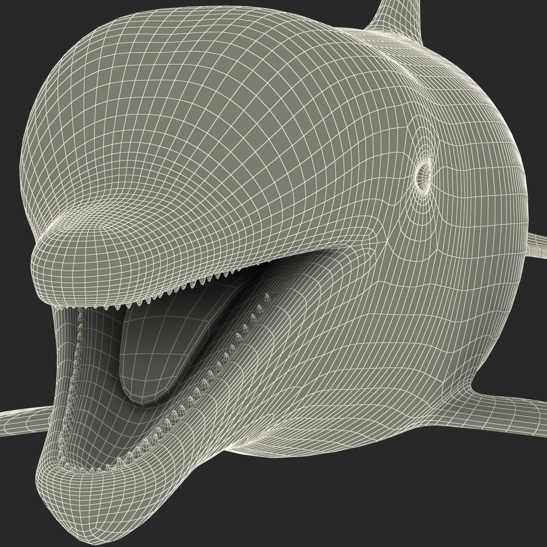max dolphin modelled