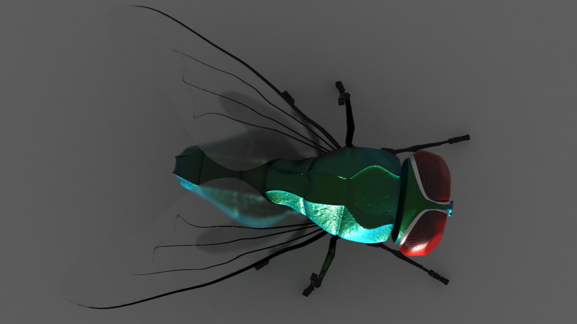 3ds Max House Fly